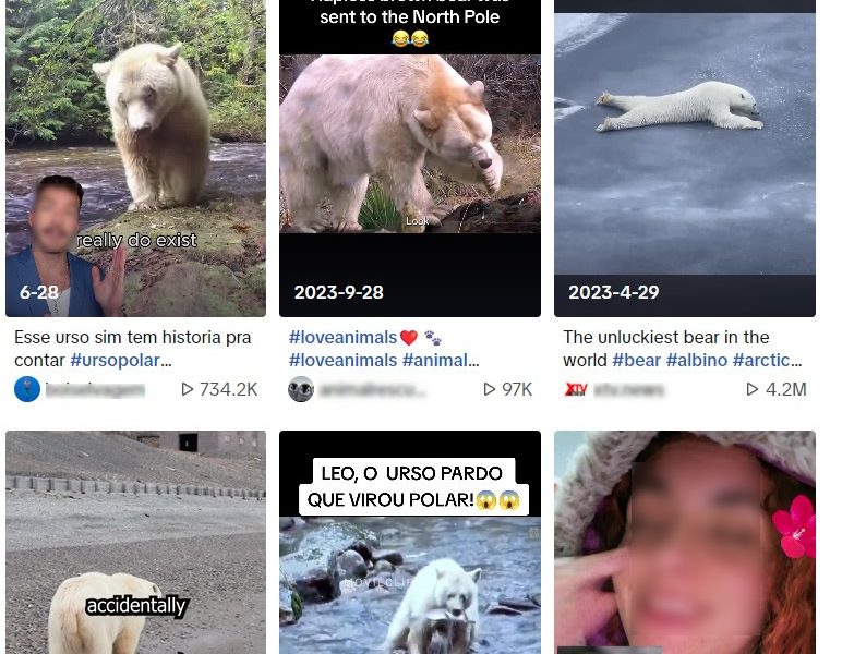 É Verdadeira A História Do Urso Albino Confundido Com Um Urso Polar