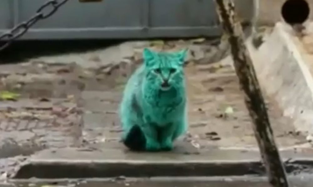 Verdadeiro ou falso? Gato verde é encontrado na Bulgária!