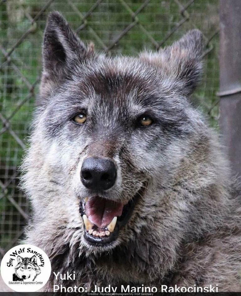 Cão-lobo de 175 kg? Conheça a verdade sobre o animal que conquistou as ...